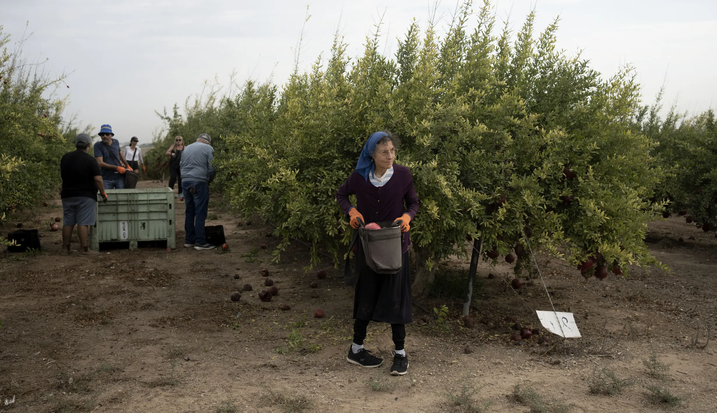 Perang Menjerumuskan Jantung Pertanian Israel ke Dalam Krisis - Foto ...