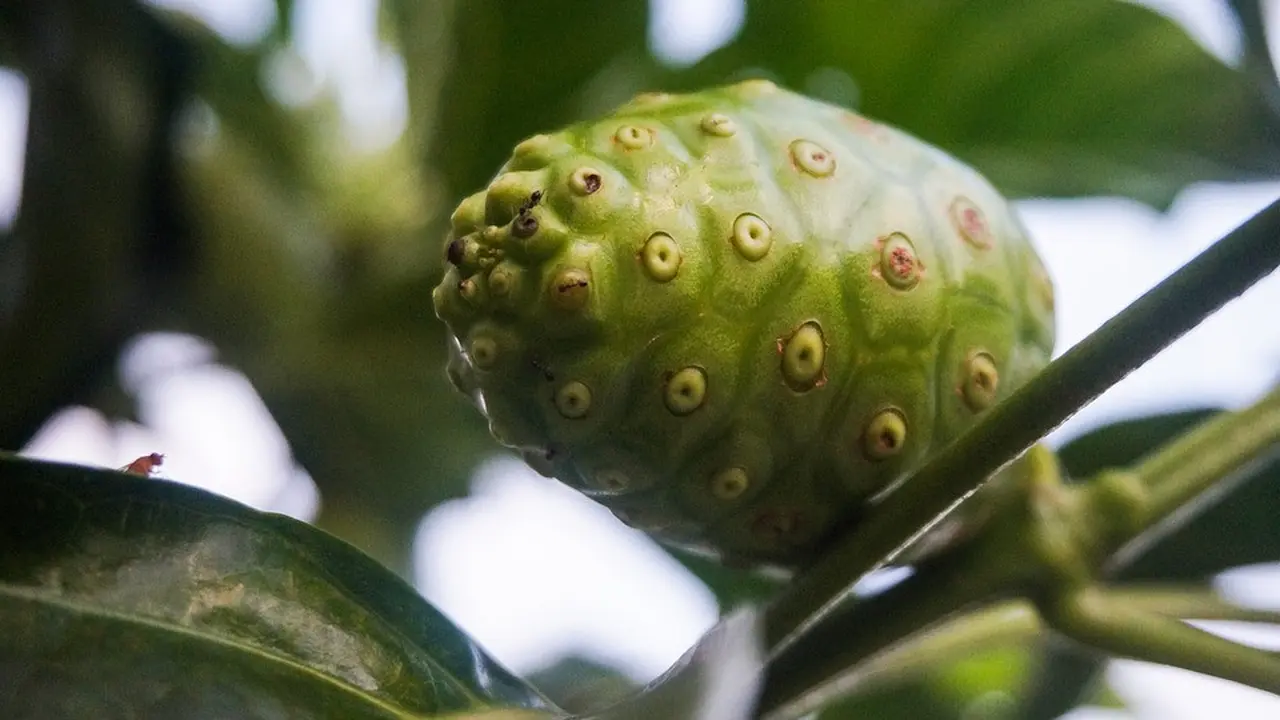 Manfaat Buah Mengkudu yang Penting Dikenali, Bantu Tingkatkan Kekebalan ...