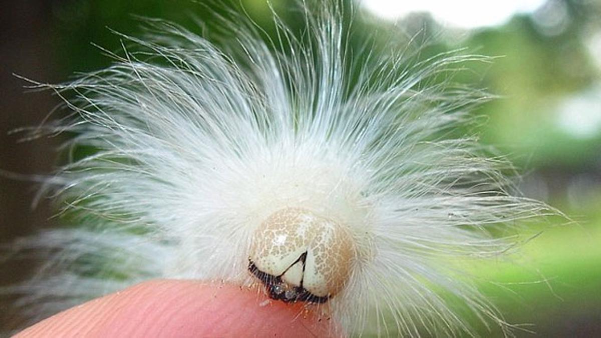 Ditemukan! Ulat Berbulu Putih Mirip Albert Einstein - Global Liputan6.com