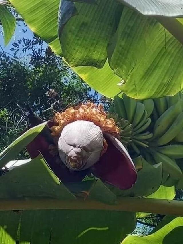 Manfaat Jantung Pisang sebagai Obat Herbal dan Bantu Menurunkan Berat ...