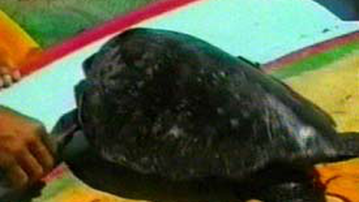 Populasi Penyu di Meksiko Menyusut - Global Liputan6.com