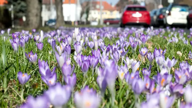 10 Potret Negara dengan Musim Semi Terindah di Dunia - Citizen6 ...