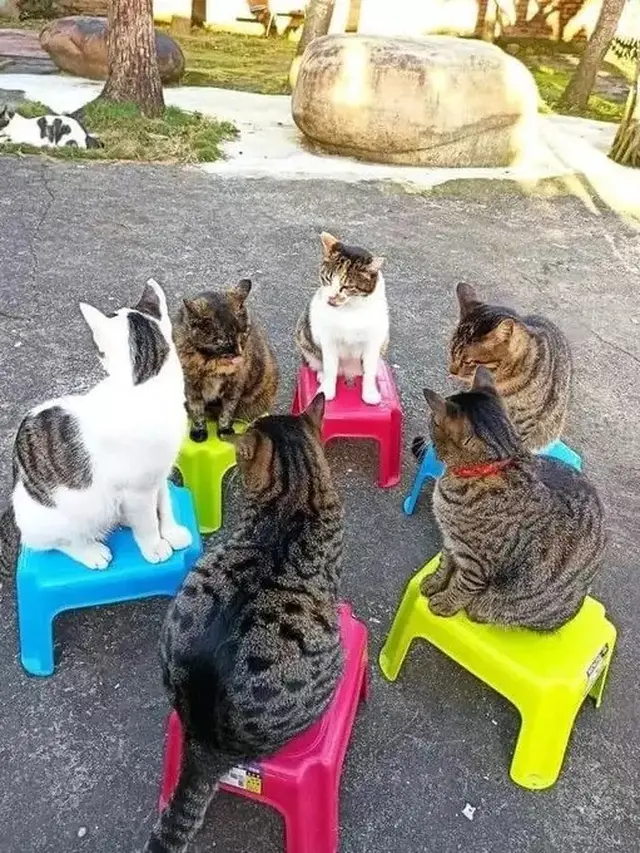 6 Potret Kucing Lagi Kumpul Ramai-Ramai, Jadi Sungkan Lewat - Hot Liputan6.com