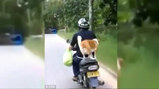 Lihat, Anjing Ini Anteng Membonceng Motor - Global Liputan6.com