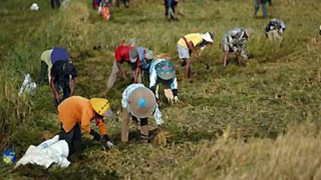 Ini 7 Daerah Penghasil Padi Terbesar di Jawa Timur dan Tingkat Produksinya - Regional Liputan6.com