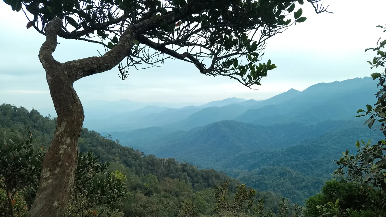 6 Fakta Menarik Gunung Bunga Buah di Malaysia, Jalur Pendakiannya Dekat ...