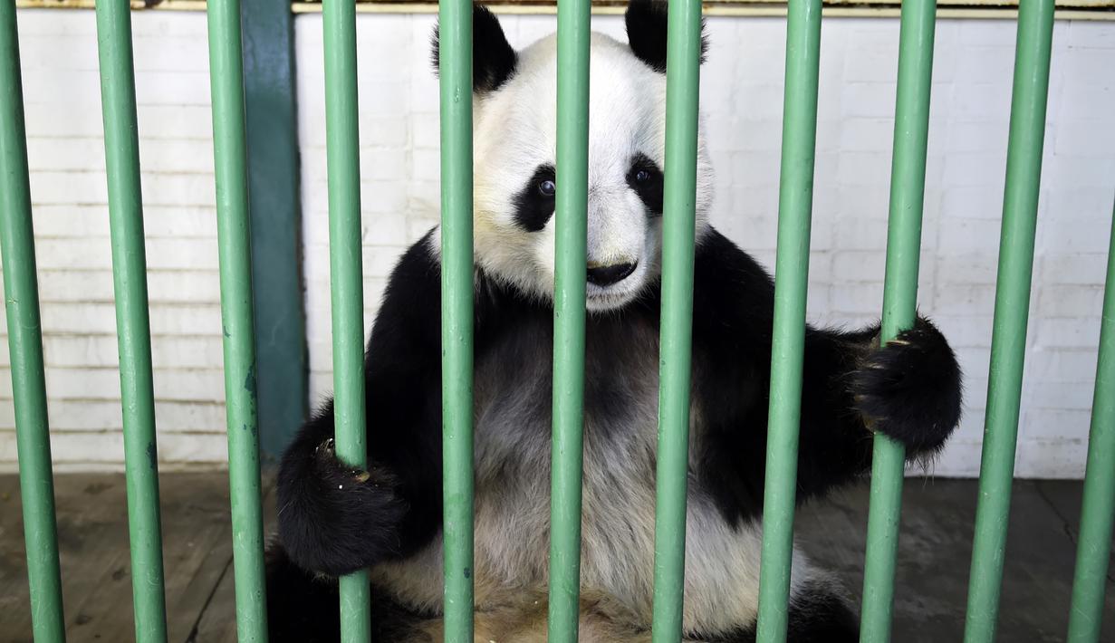 FOTO: Menengok Xin Xin dan Shuan Shuan, Panda Imut Milik Meksiko - Foto ...