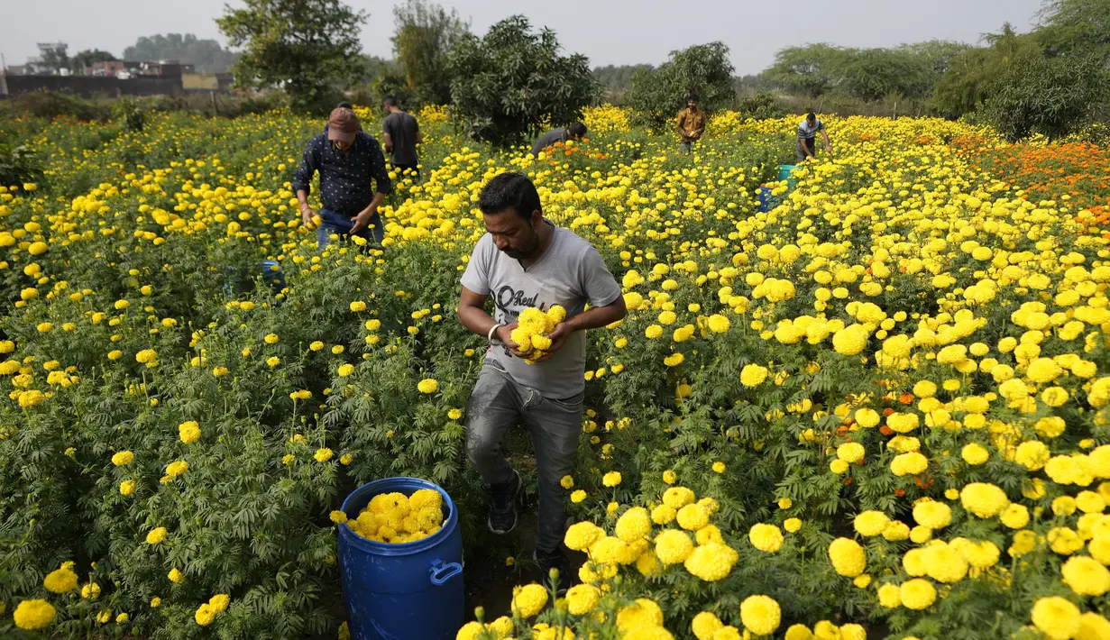 Memanen Bunga Marigold di India Jelang Festival Diwali - Foto Liputan6.com
