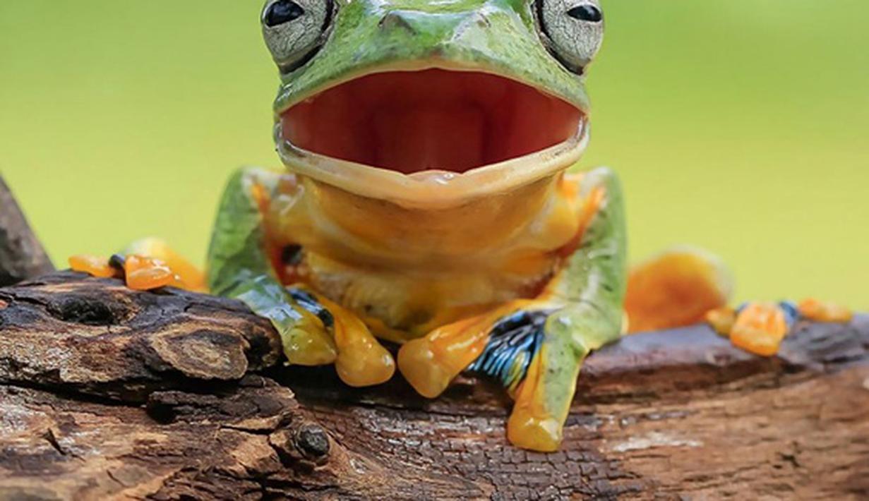10 Potret Katak Karya Tanto Yensen: Keren & Menggemaskan - Photo Fimela.com