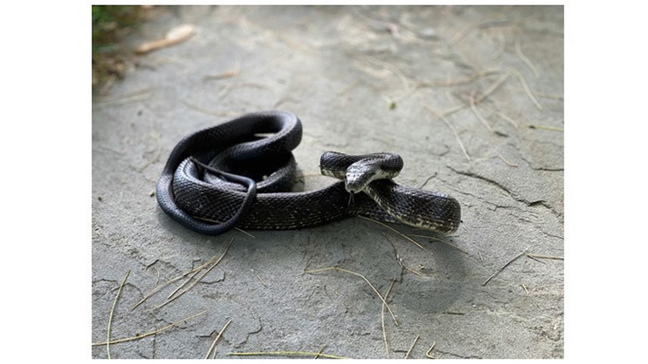 12 Spesies Ular Hitam yang Kerap Sembunyi di Kebun Rumah, Kenali Cirinya