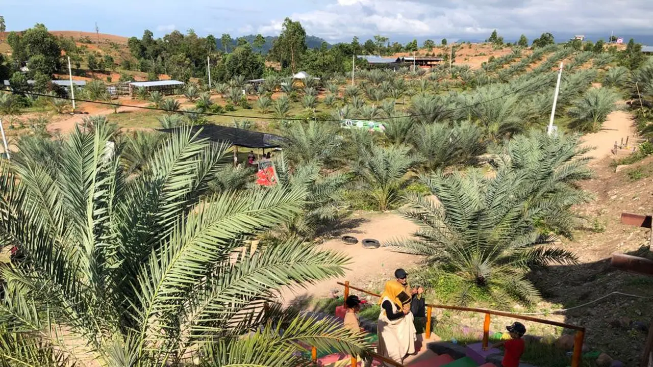 Cek Lokasi dan Harga Tiket Wisata Kebun Kurma Pasuruan, Swafoto Ala di ...