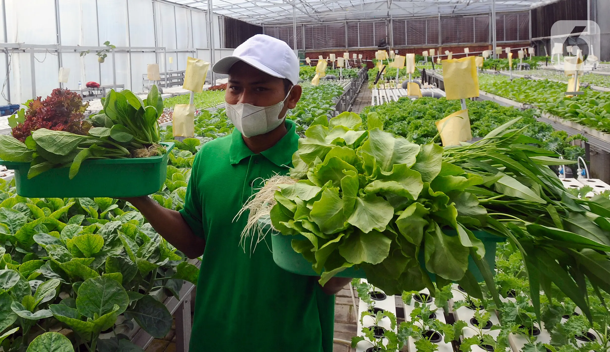 Pemanfaatan Lahan Terbengkalai untuk Pertanian Hidroponik - Foto ...