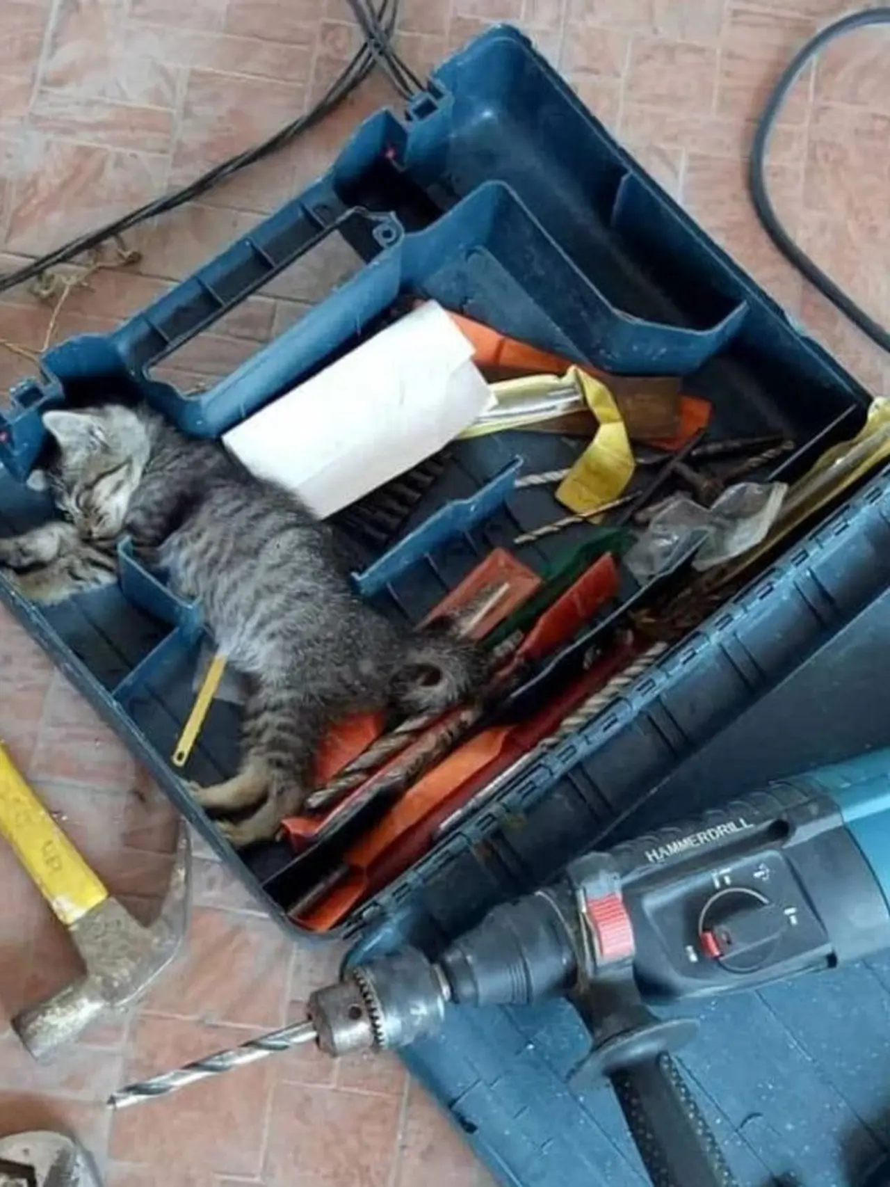 7 Potret Menggemaskan Kucing Pura-Pura Lagi Kerja - Citizen6 Liputan6.com