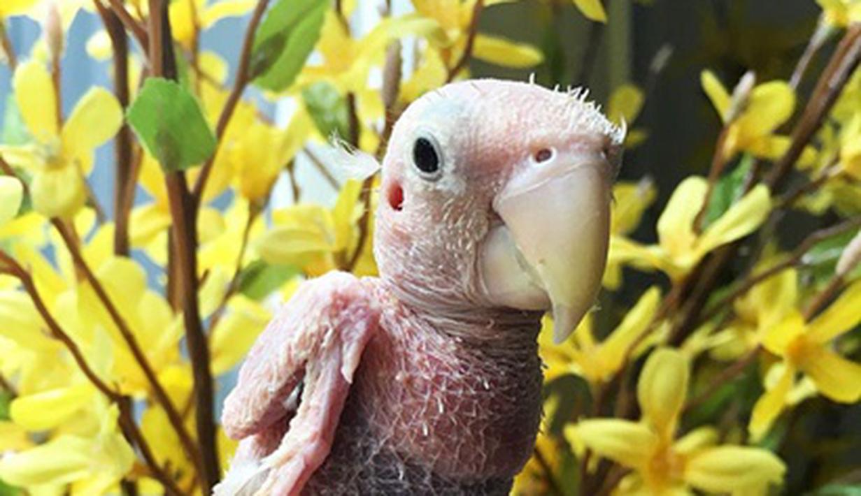 Rhea: Si Lovebird Tanpa Bulu Curi Jutaan Hati Netizen di Sosmed - Photo ...