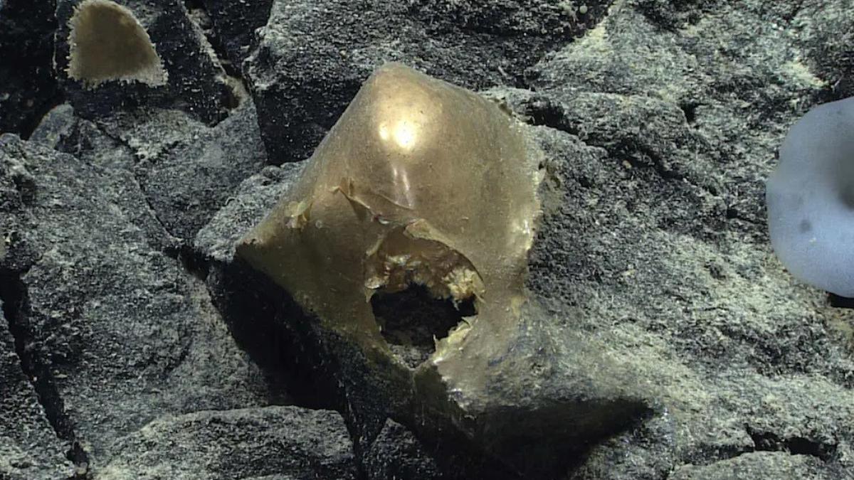 Misteri Penemuan Telur Emas di Dasar Laut Alaska, Ini Penjelasan Ahli