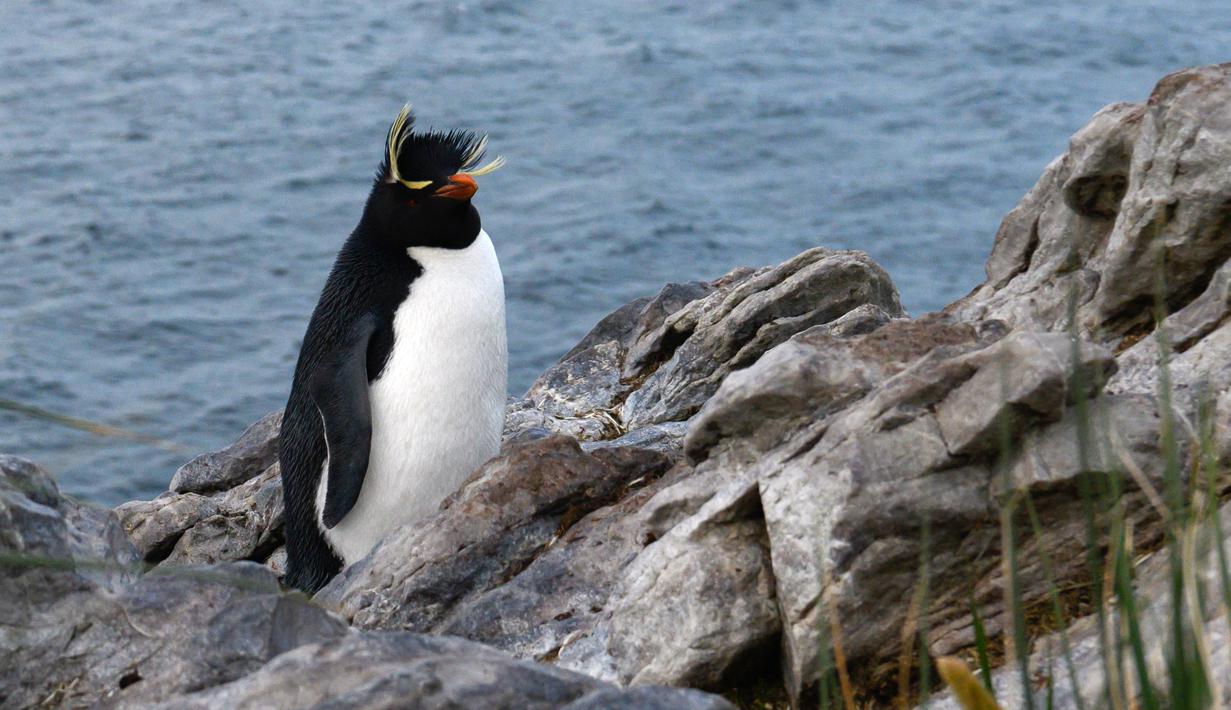 FOTO: Melihat Ragam Jenis Penguin di Kepulauan Falkland - Foto Liputan6.com