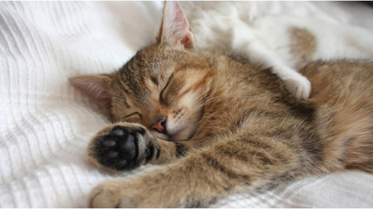 Agar Tubuh Tetap Rileks Ikuti Cara Tidur Kucing - Beauty Fimela.com