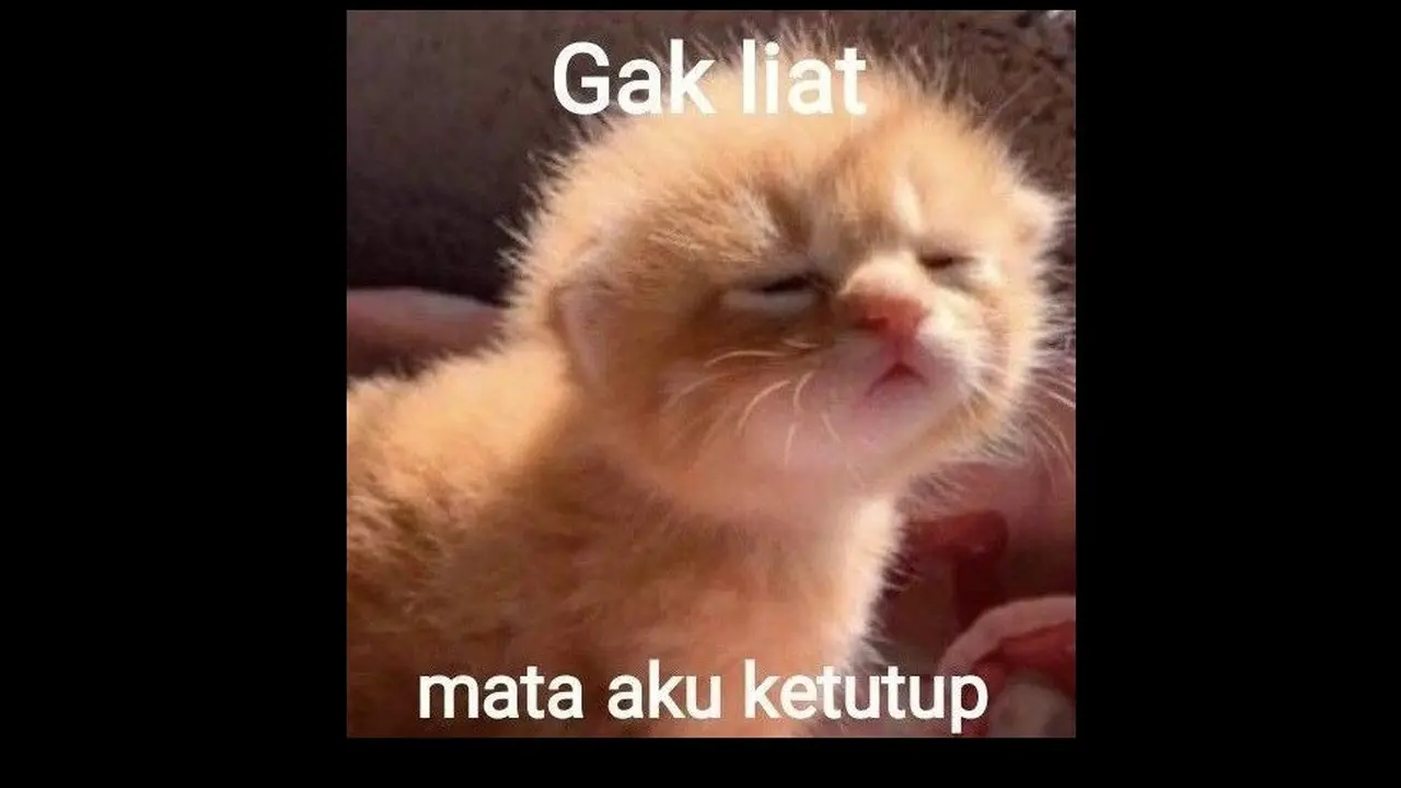 6 Meme Lucu Kucing Ini Bikin Geregetan, Cocok Buat Stiker WhatsApp - Hot Liputan6.com