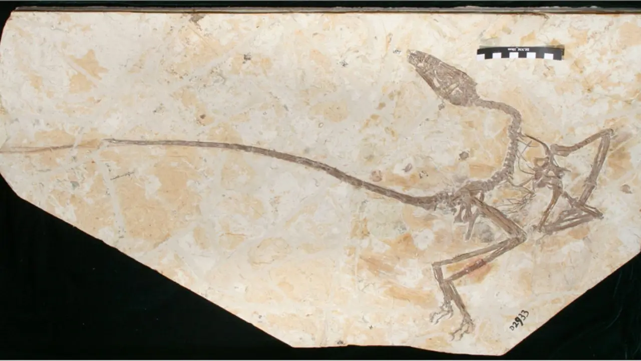 Fosil Dinosaurus Naga Menari Ditemukan di China - Global Liputan6.com
