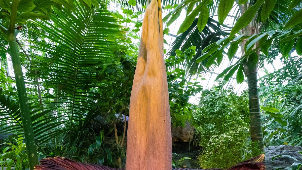 Ciri Khusus Bunga Bangkai, Berbeda dengan Bunga Rafflesia Arnoldii ...