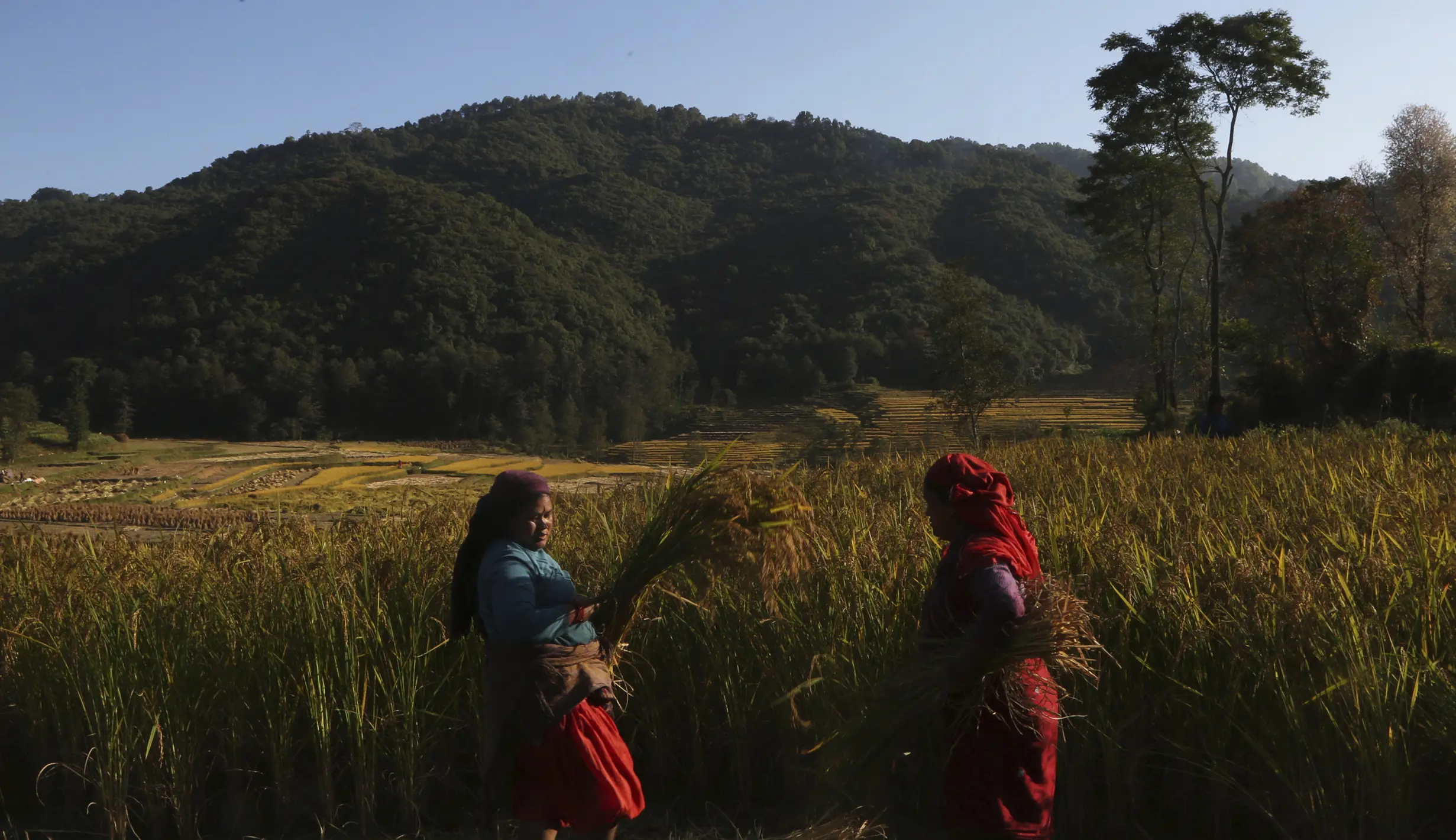 FOTO: Geliat Panen Padi Petani Nepal - Foto Liputan6.com