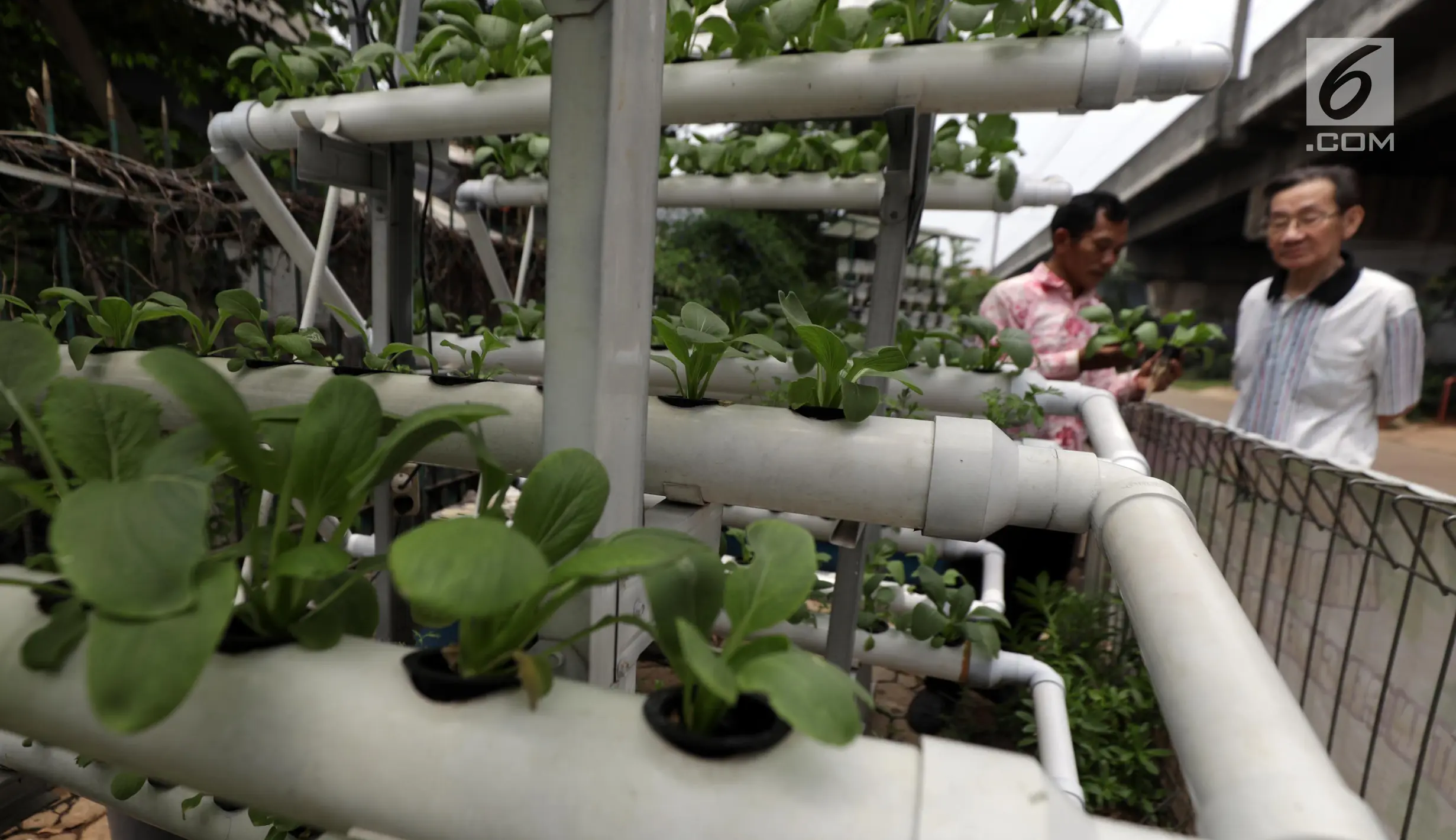 FOTO: Memanfaatkan Lahan Kosong dengan Bercocok Tanam Hidroponik - Foto Liputan6.com