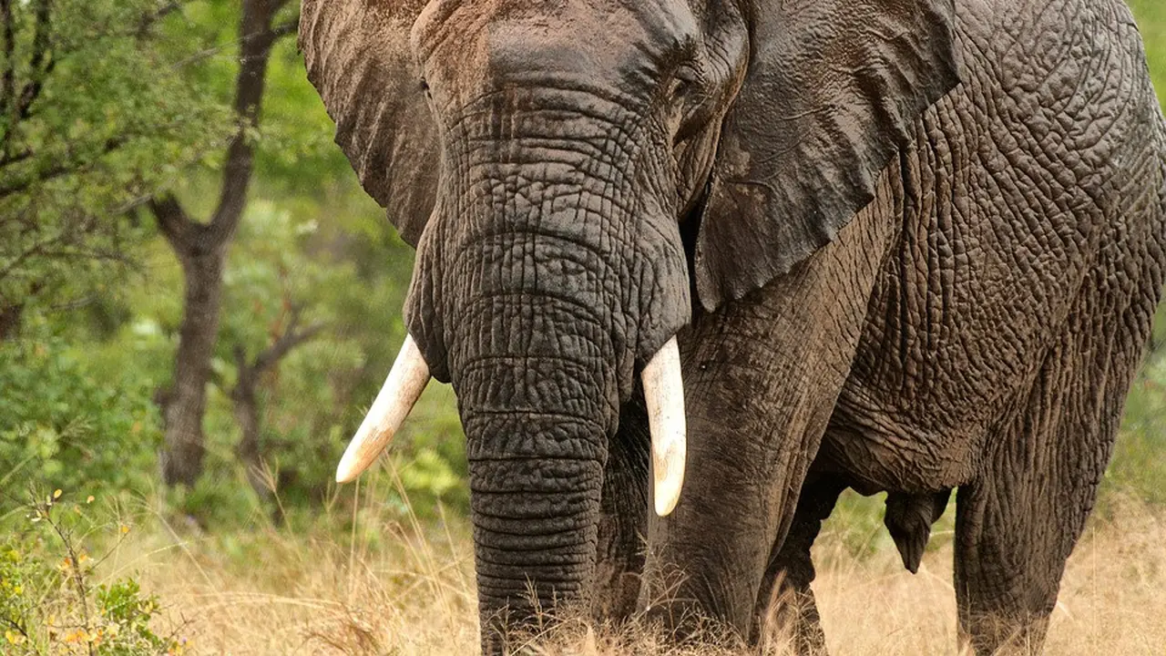 Ciri-Ciri Gajah dan Fakta Uniknya, Tak Sekadar Memiliki Ukuran Serba ...