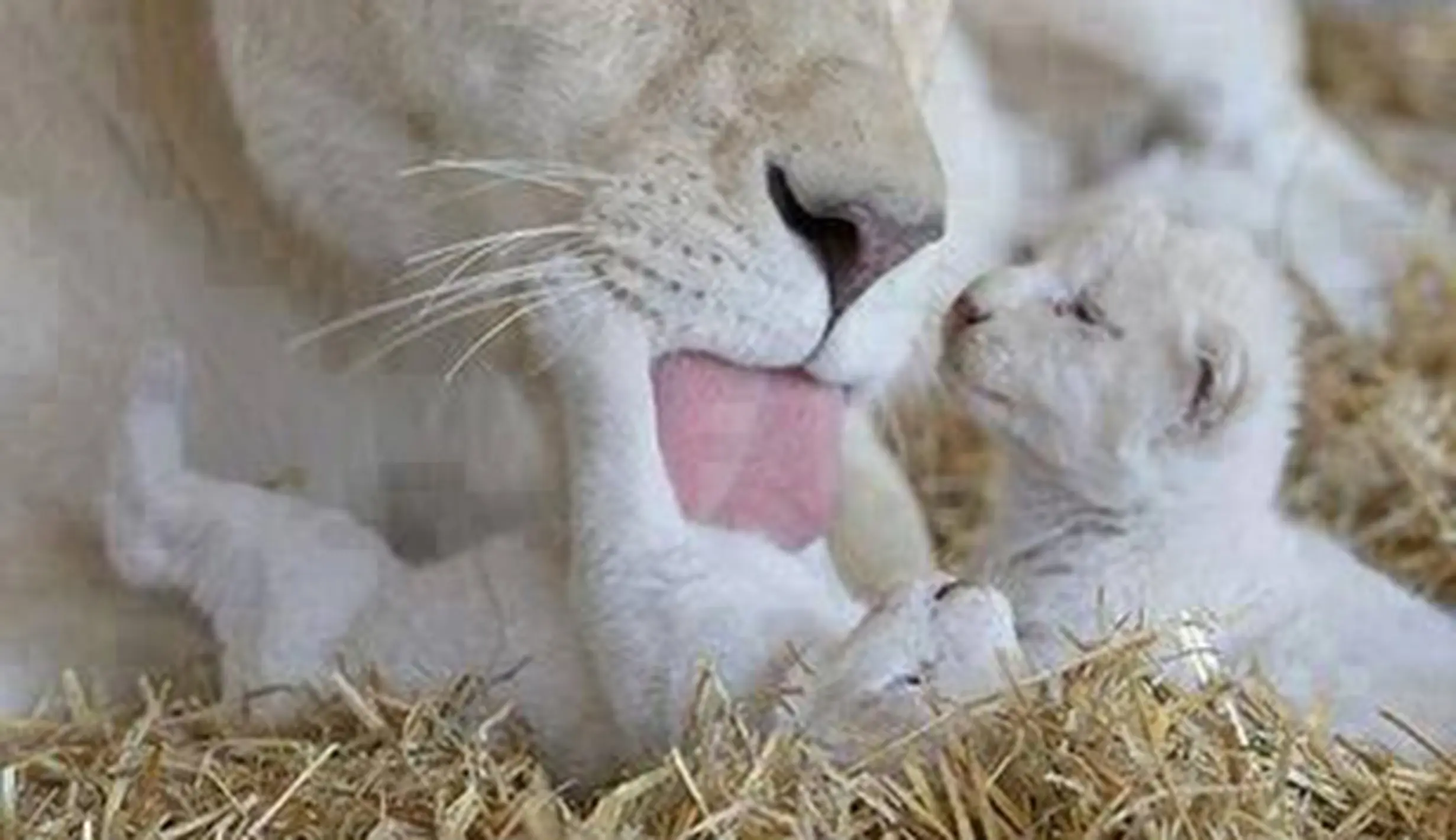 8 Potret Singa Putih Yang Menggemaskan Dan Penuh Pesona - Photo Fimela.com