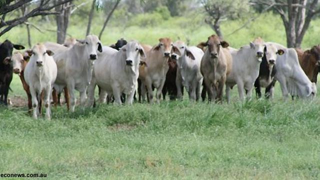 Keliling Australia, RI Serius Beli Peternakan Sapi di Luar Negeri ...