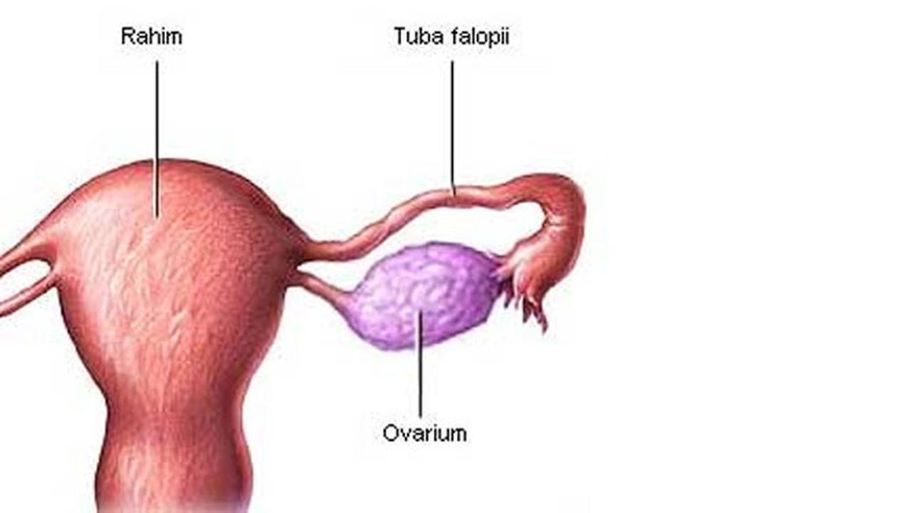 Ovarium Adalah Organ Reproduksi Wanita, Kenali Fungsi, Struktur dan ...