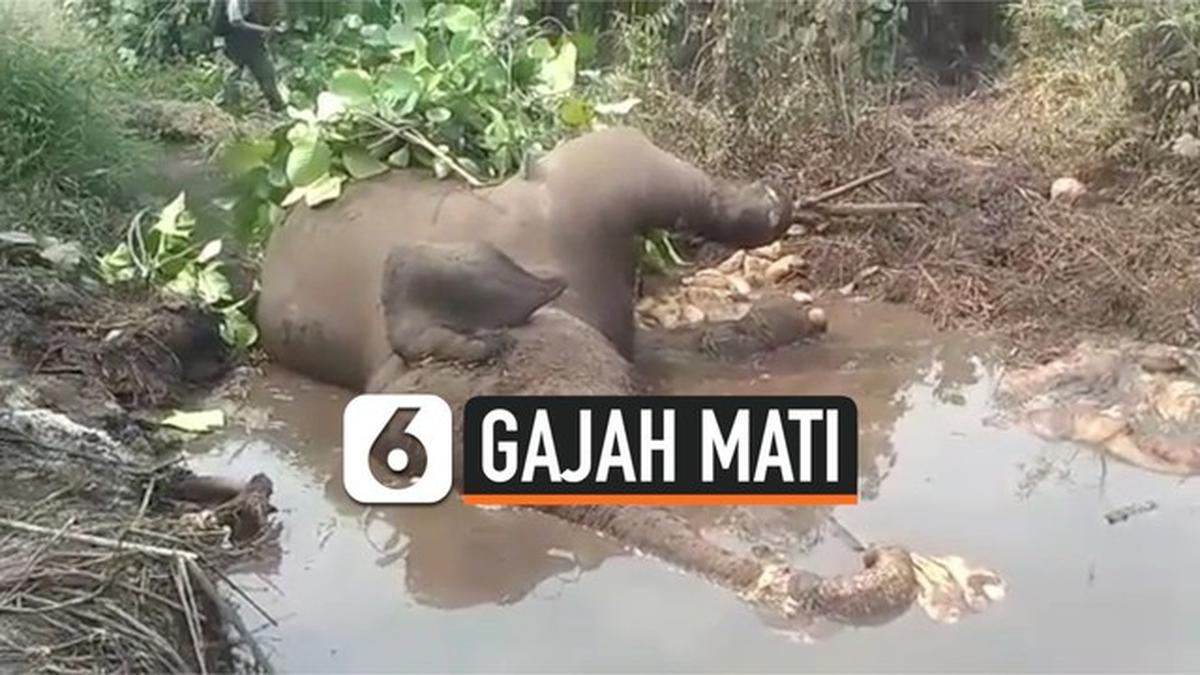 VIDEO: Gajah Sumatera Kaki Buntung Ditemukan Mati - Regional Liputan6.com