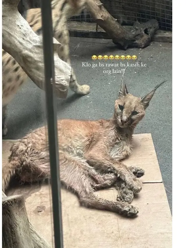 Mengenal Kucing Caracal, Hewan Eksotis yang Diduga Ditelantarkan Okin ...