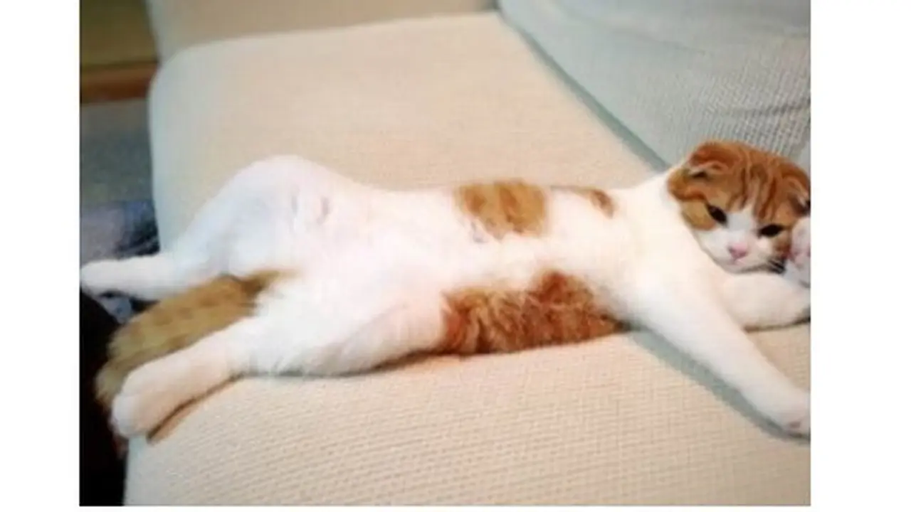 6 Potret Kucing Bergaya Seperti Model Ini Menggemaskan, Lucu Pol - Hot ...