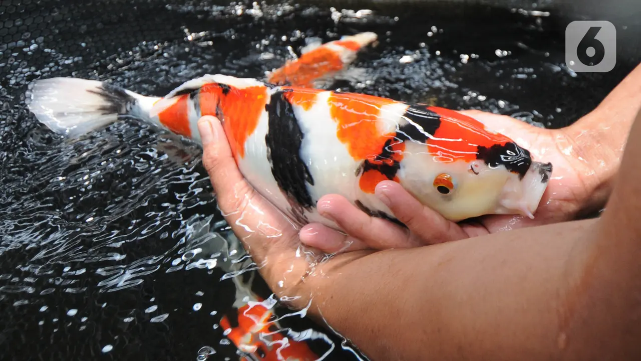 Terpapar Virus Berbahaya, Lebih dari 1.000 Ikan Koi Asal Jepang ...