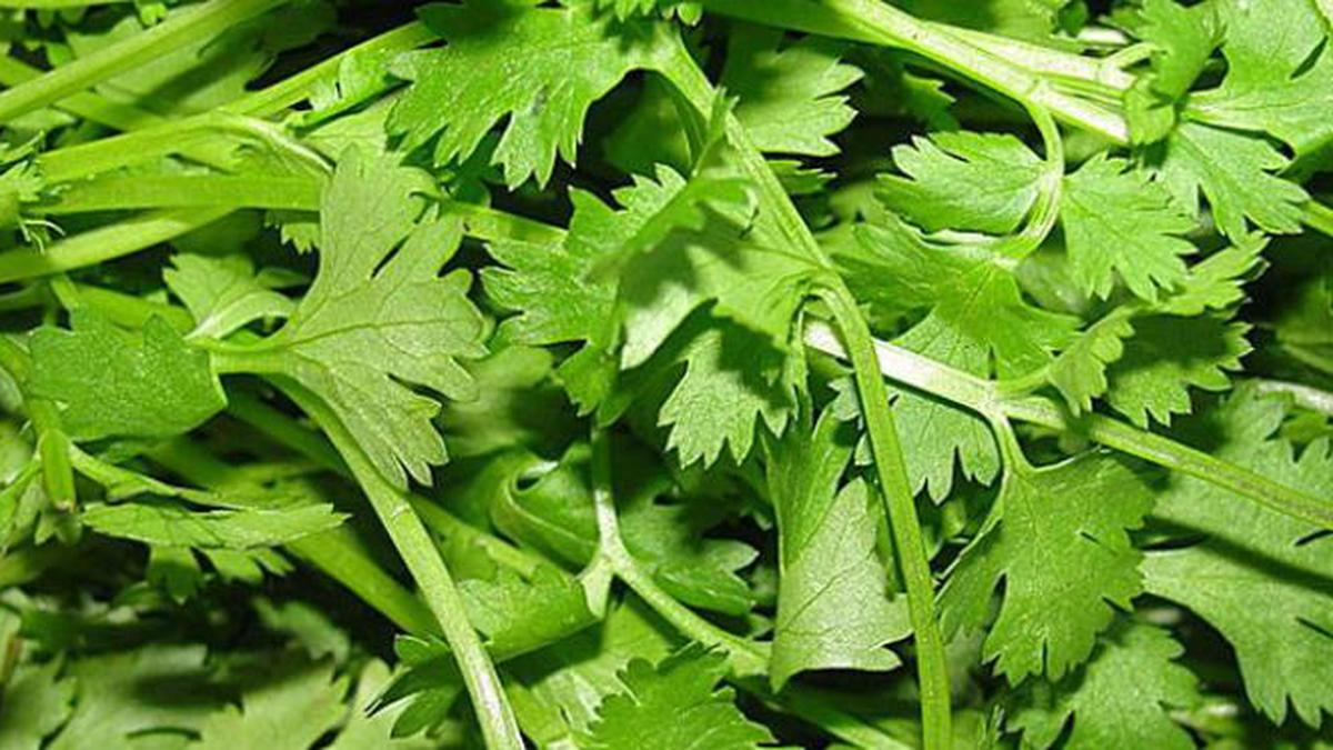 9 Manfaat Peterseli yang Perlu Kamu Tahu - Health Liputan6.com