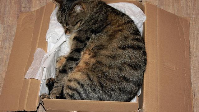 Kucing Hamil Berapa Bulan? Kenali Ciri-Ciri Fisik dan Perilakunya