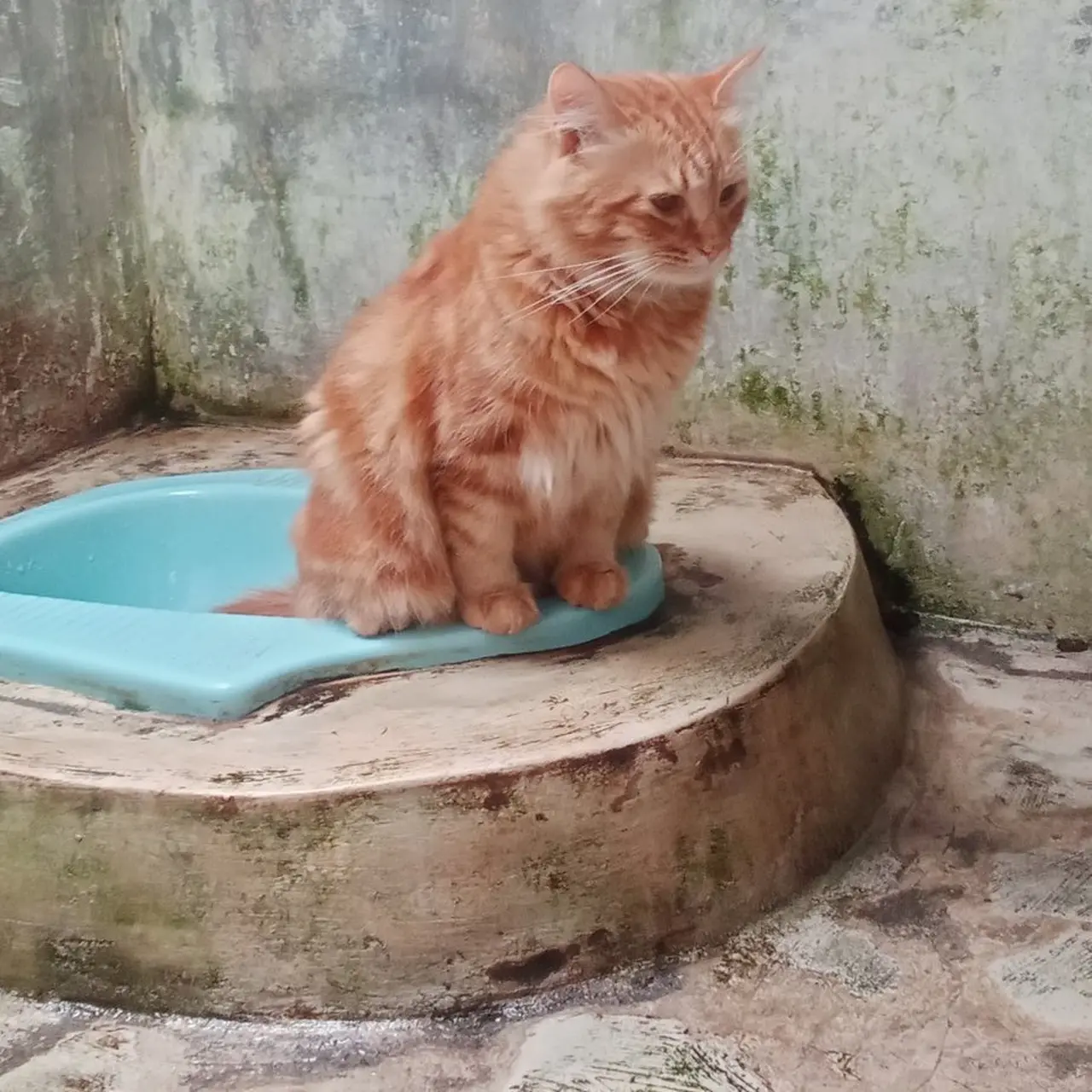 6 Potret Kucing Buang Air di Kloset Ini Ekspresinya Kocak, Diajarkan ...