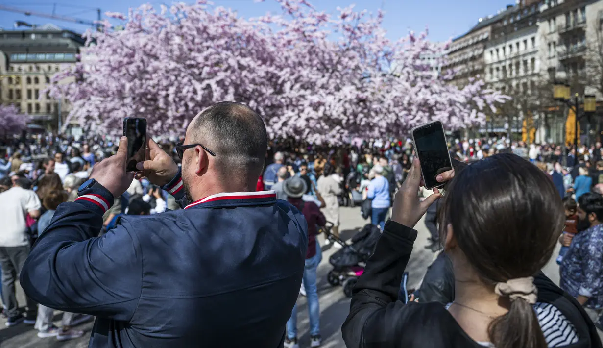 Lihat Indahnya Bunga Sakura Bermekaran di Taman Swedia - Foto Liputan6.com