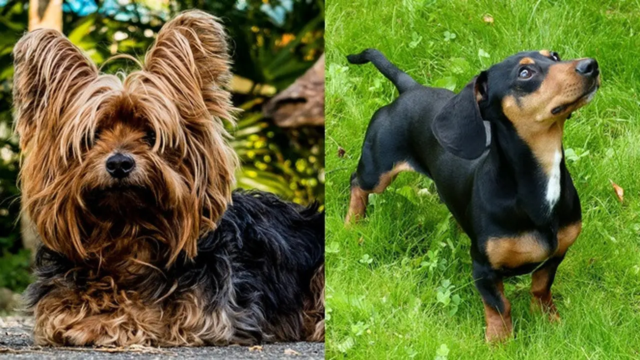 20 Jenis Anjing Peliharaan Lucu dan Setia, Kenali Ciri-cirinya - Hot ...