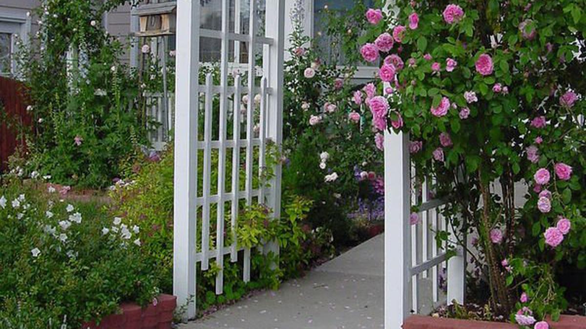 Ide Taman Bunga Mawar Rambat Buat Rumah Bagai di Dunia Dongeng - Photo ...