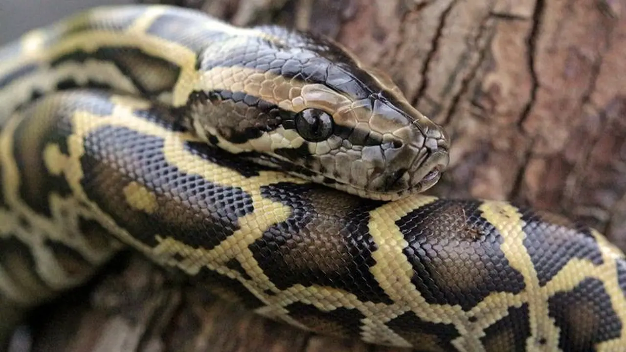 10 Jenis Ular yang Suka Ditemukan Bersarang di Rumah, Kenali Tanda ...
