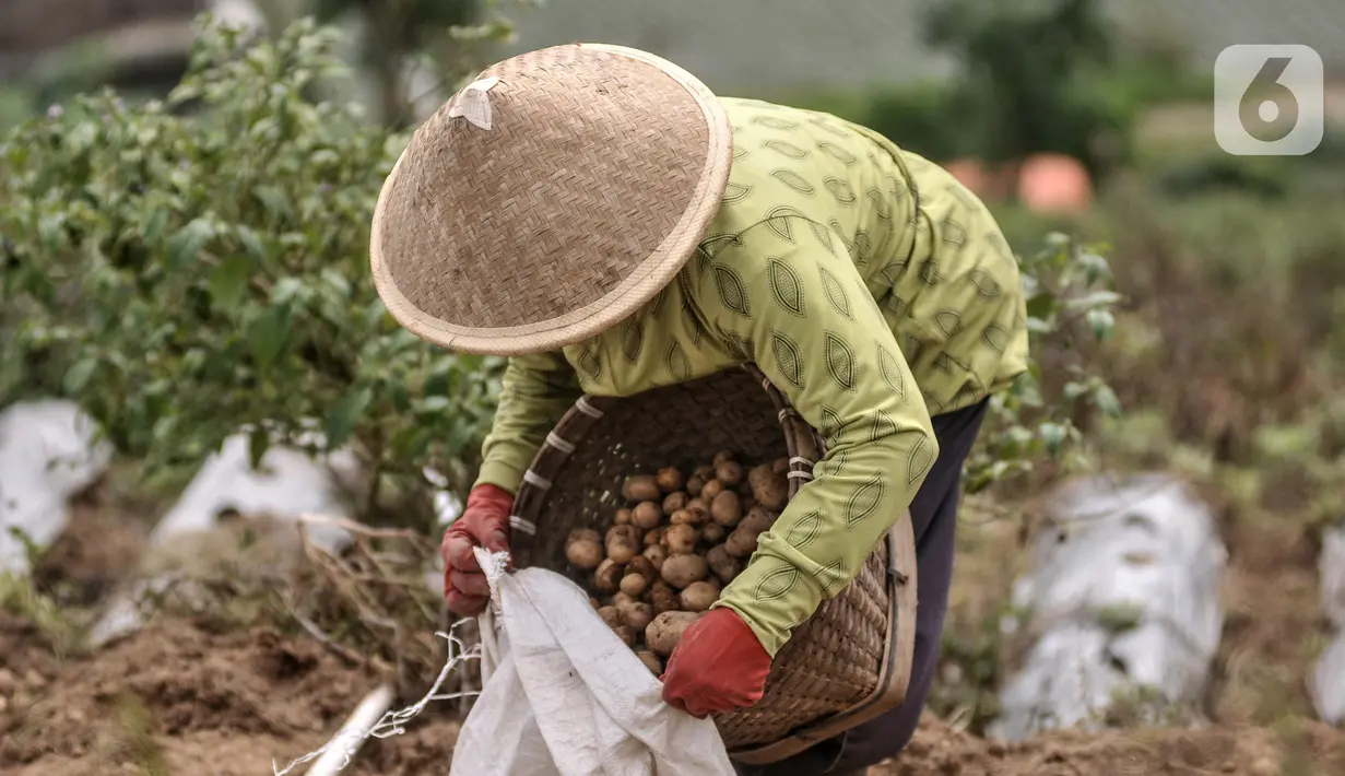 FOTO: Geliat Petani Kentang Dieng di Masa Pandemi - Foto Liputan6.com
