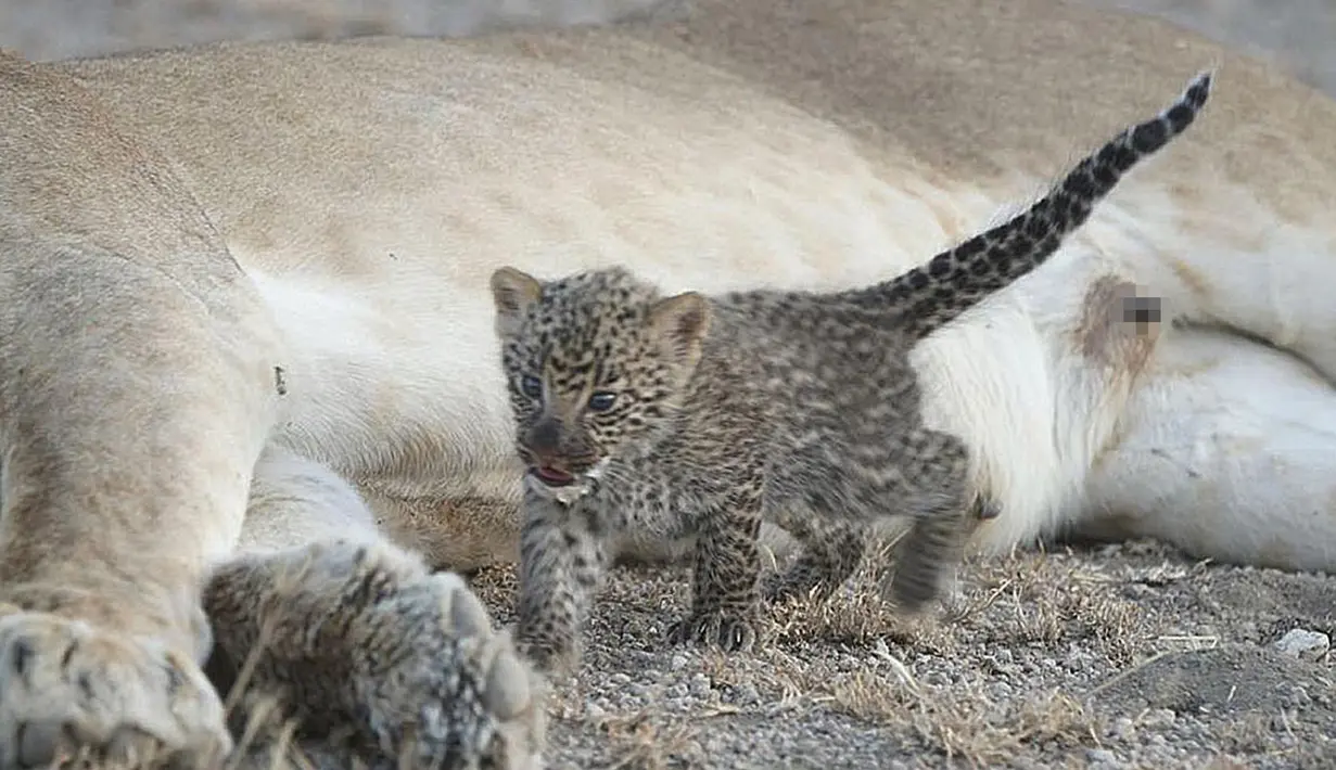 Pemandangan Langka, Induk Singa Susui Bayi Macan Tutul - Foto Liputan6.com