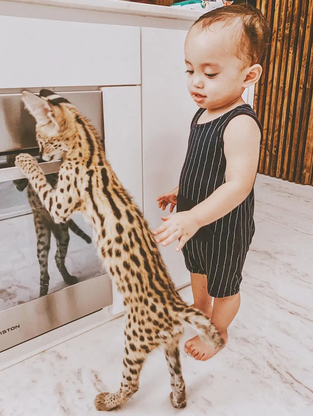 FOTO: Tingkah Lucu Xabiru Anak Rachel Vennya Main dengan Kucing Mahal ...
