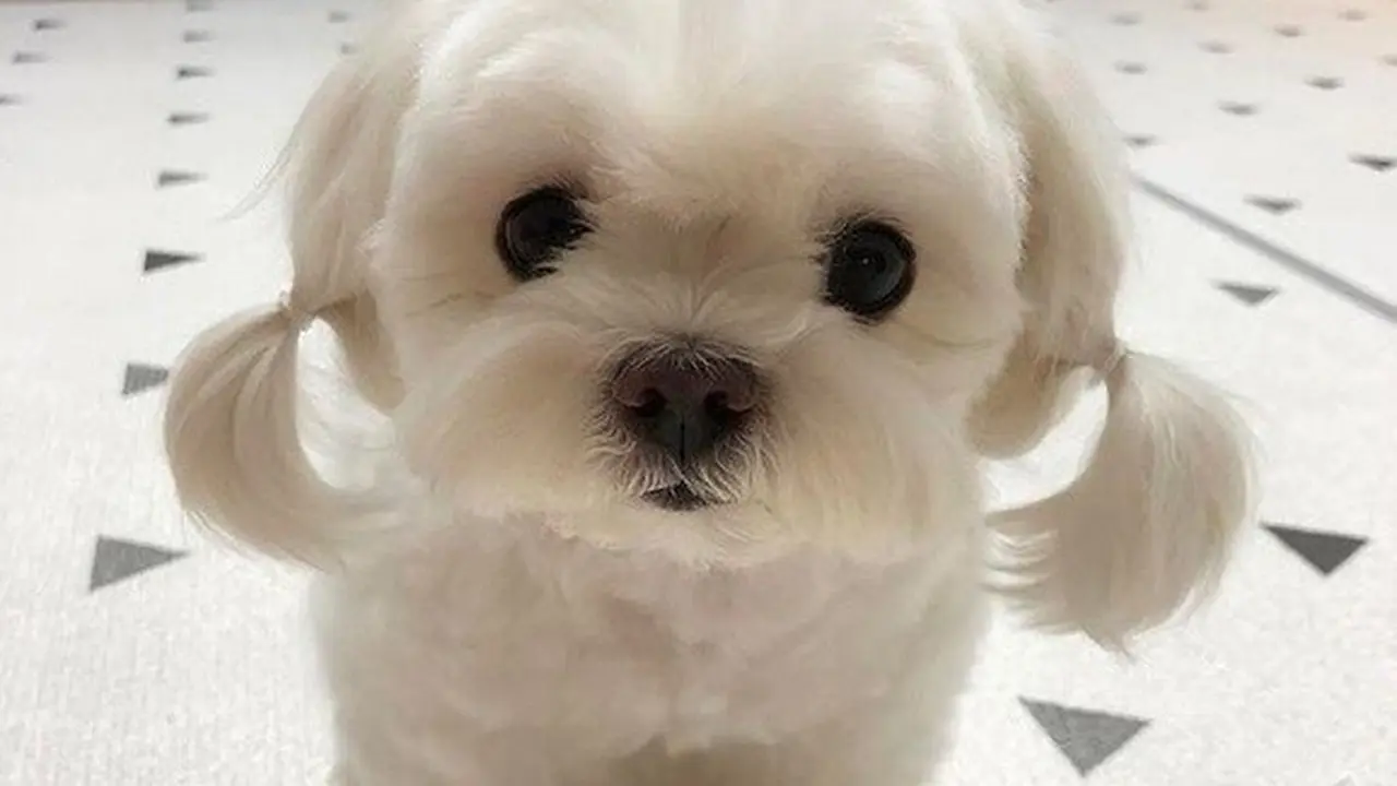 7 Potret Anjing Miliki Model Rambut Keren, Nggak Kalah Sama Manusia ...