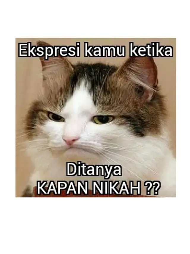 6 Meme Gambar Kucing Ini Bikin Ketawa Lepas, Ubah Sedih Jadi Senyum ...