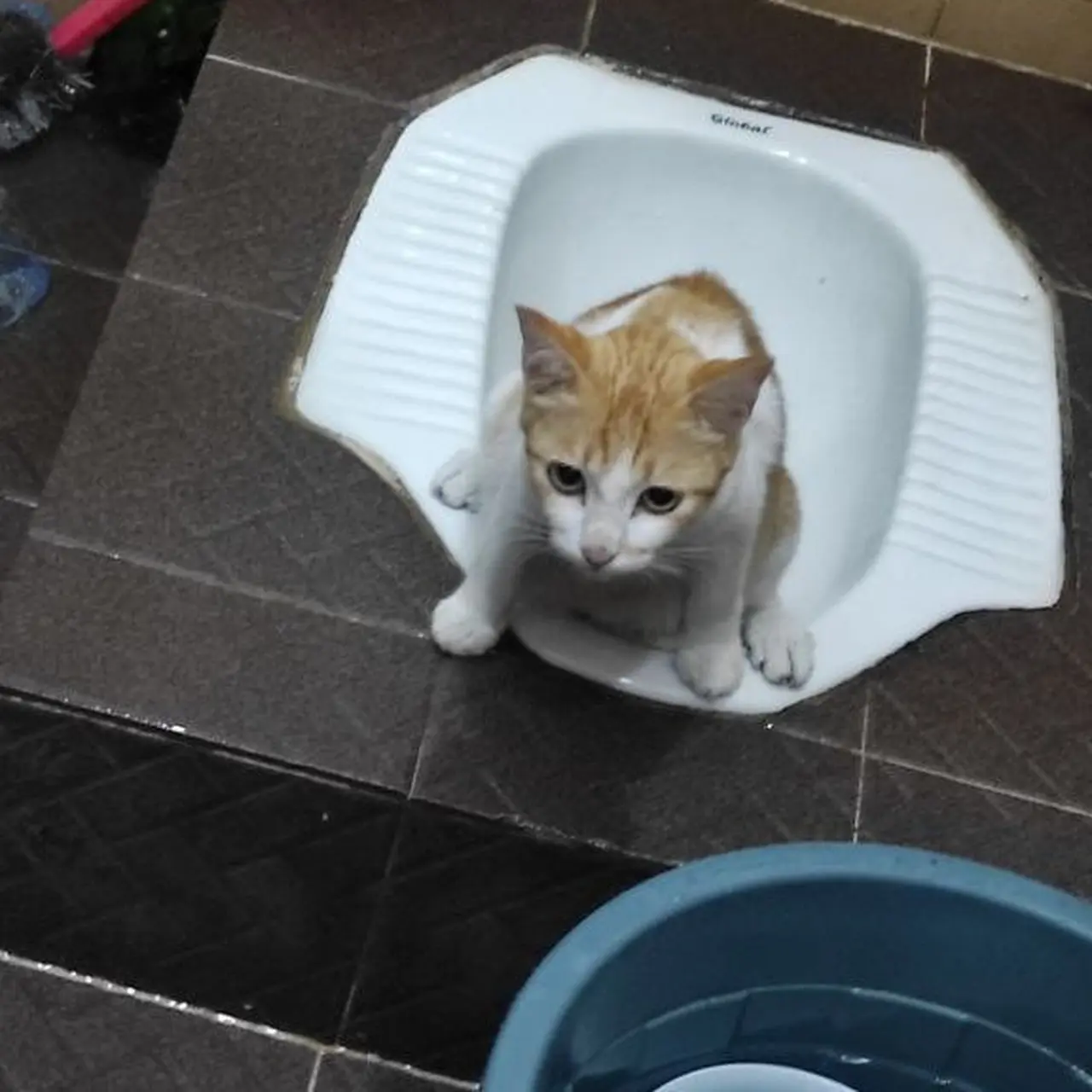 6 Potret Kucing Buang Air di Kloset Ini Ekspresinya Kocak, Diajarkan ...