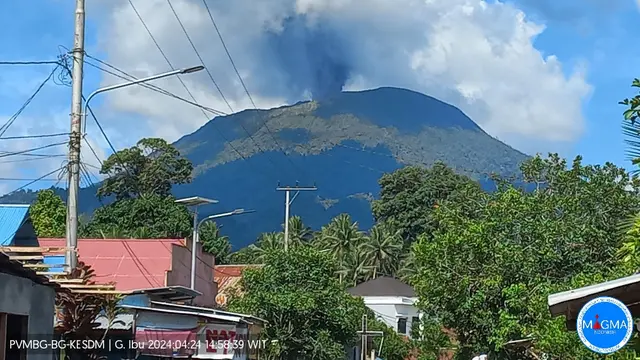 Gunung Ibu Erupsi Lagi, Semburkan Abu Vulkanik Setinggi 1.500 Meter - Regional Liputan6.com