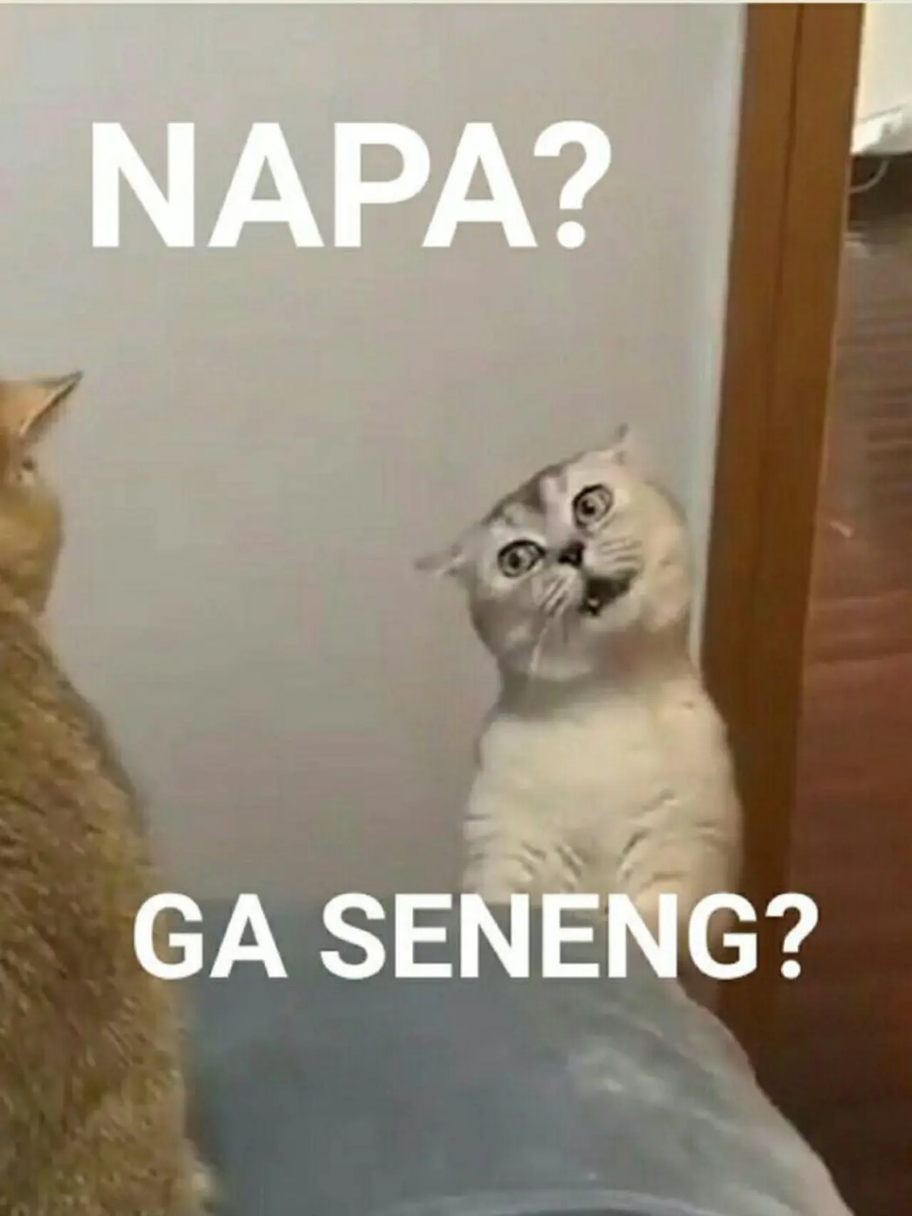 6 Meme Kucing Gambarkan Ekspresi Kesal Ini Bikin Gemas, Enggak Jadi ...