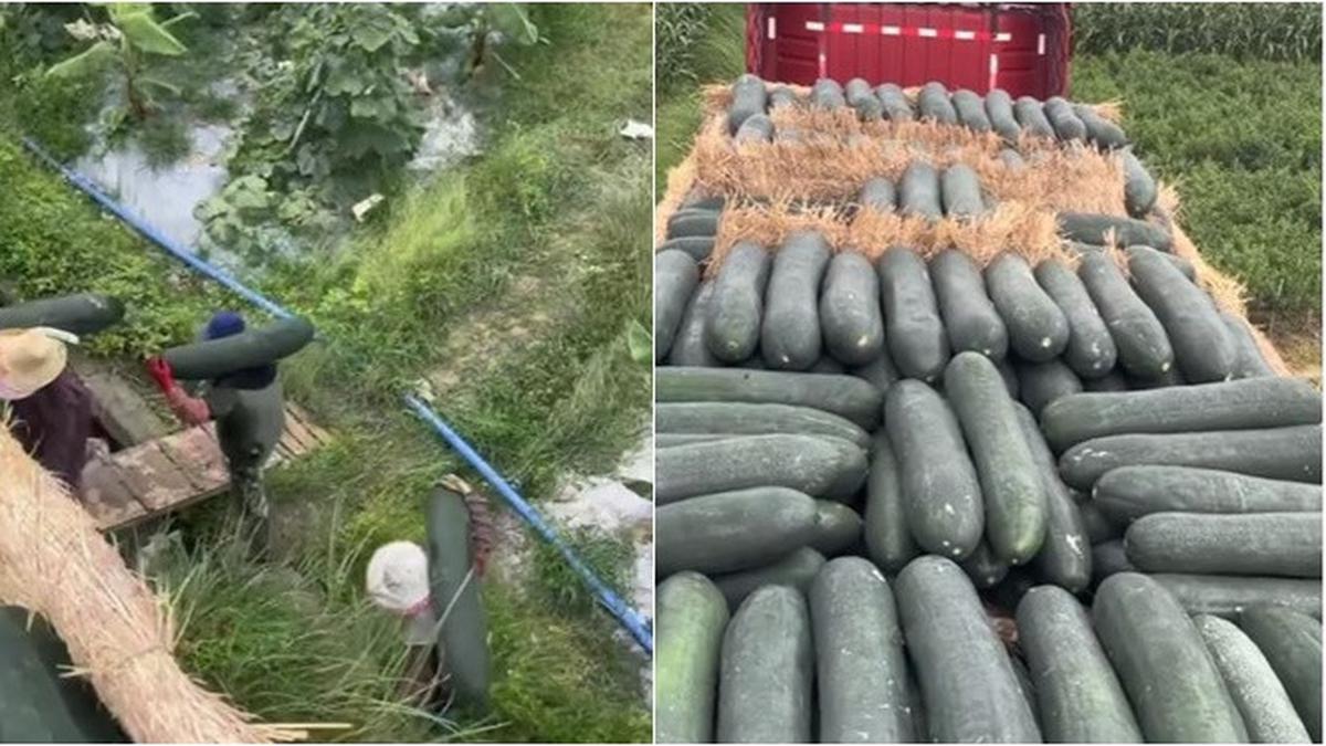 Viral Momen Petani Panen Timun Raksasa, Penampakannya Bak Cerita ...